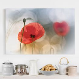 Leinwandbild Blumen Mohnblumen am Morgen