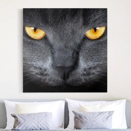 Leinwandbild Tiere Cats Gaze