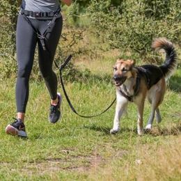 Trixie Bauchgurt mit Leine für mittelgroße und große Hunde