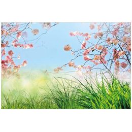 Wallario Wandfolie, Kirschblütenzweige und grüne Wiese- Frühling