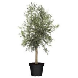 Pflanzen Olivenbaum Olea Europaea H ab 160 cm 35 L Container