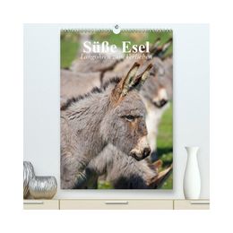 Calvendo Wandkalender Süße Esel. Langohren zum Verlieben (Premium