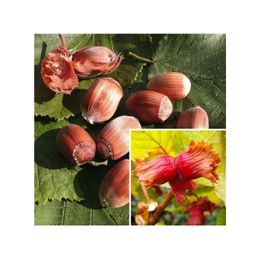 Haselnussbaum »Rote Zellernuss«, mittelgroße Nüsse, mit dunkelroten Kätzchen, winterhart