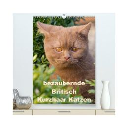 Calvendo Wandkalender bezaubernde Britisch Kurzhaar Katzen (Premium