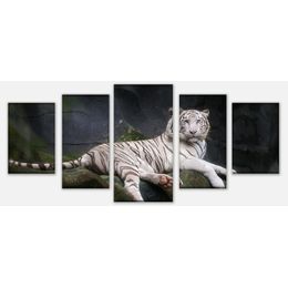 wandmotiv24 Mehrteilige Bilder Weißer Tiger sitzt in der Höhle