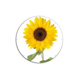 Wallario Sichtschutzzaunmatten Sonnenblume