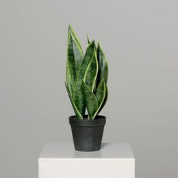 SONSTIGE Kunstpflanze Sanseveria (H 40 cm)