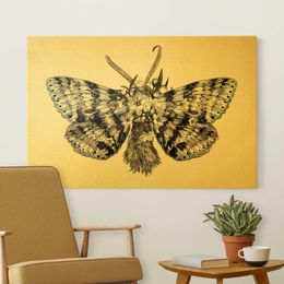Bilderwelten Leinwandbild Tiere Illustration Kunstdruck grau - Illustration florale Motte - Insekten XXL Wohnzimmer Schlafzimmer