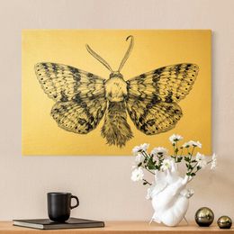 Leinwandbild Illustration fliegende Motte Schwarz