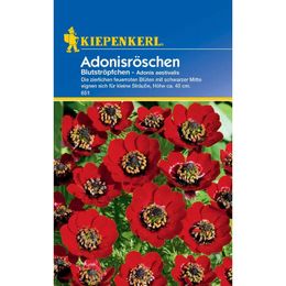 Adonisröschen Blutströpfchen - Blumensamen - Kiepenkerl