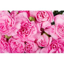 papermoon Fototapete "Rosen rosa" Tapeten Gr. B/L: 4,50 m x 2,80 m, Bahnen: 9 St., bunt Fototapeten
