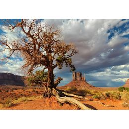 papermoon Fototapete "Toter Baum in Wüste" Tapeten Gr. B/L: 4,50 m x 2,80 m, Bahnen: 9 St., bunt Fototapeten