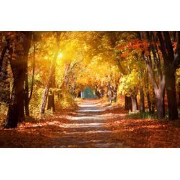 papermoon Fototapete "Alley in the Autumn Park" Tapeten Gr. B/L: 5 m x 2,8 m, Bahnen: 10 St., bunt (mehrfarbig) Fototapeten