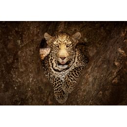 papermoon Fototapete "Photo-Art OZKAN OZMEN, LEOPARD RUHT AUF EINEM BAUM IN MASAI MARA" Tapeten Gr. B/L: 4,50 m x 2,80 m, Bahnen: 9 St., bunt Fototapeten