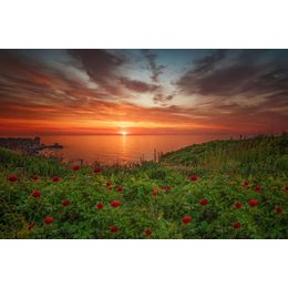 papermoon Fototapete "Blumenwiese am Meer" Tapeten Gr. B/L: 4,50 m x 2,80 m, Bahnen: 9 St., bunt Fototapeten