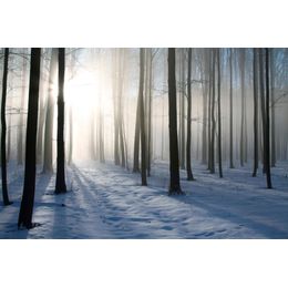 papermoon Fototapete "Misty Winter Forest" Tapeten Gr. B/L: 5 m x 2,8 m, Bahnen: 10 St., bunt (mehrfarbig) Fototapeten