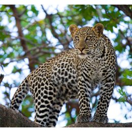 papermoon Fototapete "Leopard auf dem Baum" Tapeten Gr. B/L: 4,50 m x 2,80 m, Bahnen: 9 St., bunt Fototapeten