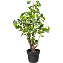 Künstliche Zimmerpflanze Pileapflanze Sukkulente, Creativ green, Höhe 77 cm, grün