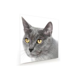 Primedeco Glasbild Wandbild Quadratisch Graue Katze vor heller Wand mit Aufhängung