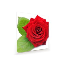 Primedeco Glasbild Wandbild Quadratisch Rote Rose mit Aufhängung