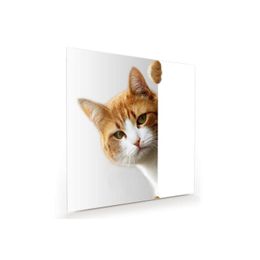 Primedeco Glasbild Wandbild Quadratisch Katze hinter Tür mit Aufhängung