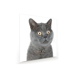 Primedeco Glasbild Wandbild Quadratisch Erschreckte Katze mit Aufhängung