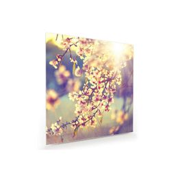 Primedeco Glasbild Wandbild Quadratisch Blühender Baum beleuchtet mit Aufhängung