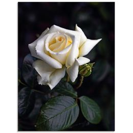 Glasbild Artland "Weiß-gelbe Rose" Bilder Gr. B/H: 60 cm x 80 cm, Glasbild Blumen Hochformat, 1 St., beige (naturfarben) Glasbilder