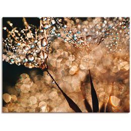 Wandbild Artland "Pusteblume Goldschimmer" Bilder Gr. B/H: 80 cm x 60 cm, Leinwandbild Blumen, 1 St., goldfarben Kunstdrucke