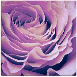 Wandbild Artland "Lila Rose" Bilder Gr. B/H: 100 cm x 100 cm, Leinwandbild Blumen, 1 St., lila Kunstdrucke