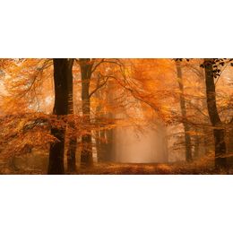 ARCHITECTS PAPER Fototapete "Fantastic Forest" Tapeten Gr. B/L: 5 m x 2,5 m, orange (braun, creme, orange) Fototapeten Natur