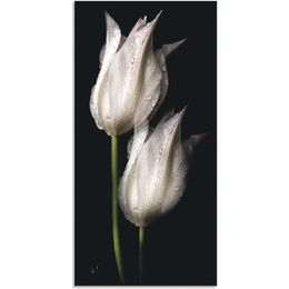 Wandbild Artland "Weiße Tulpen in der Nacht" Bilder Gr. B/H: 50 cm x 100 cm, Alu-Dibond-Druck Blumenbilder Hochformat, 1 St., schwarz Kunstdrucke