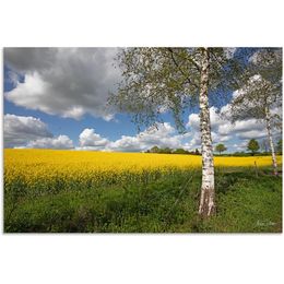 Wandbild Artland "Rapsfeld" Bilder Gr. B/H: 120 cm x 80 cm, Alu-Dibond-Druck Wiesen & Baumbilder Querformat, 1 St., gelb Kunstdrucke