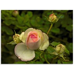 Glasbild Artland "Rosa Rose" Bilder Gr. B/H: 80 cm x 60 cm, Glasbild Blumen Querformat, 1 St., grün Glasbilder