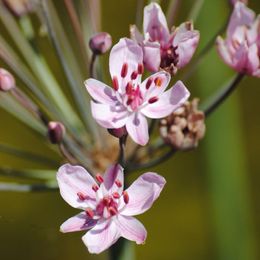 Gärtner Pötschke Blumenbinse