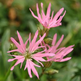 Gärtner Pötschke Zwergkuckucksblume