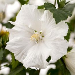 Gärtner Pötschke Gartenhibiskus-Stämmchen Diana