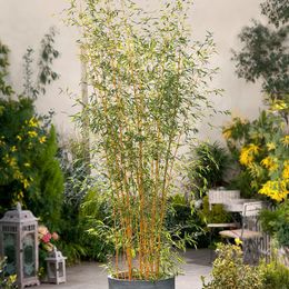 Gärtner Pötschke Bambus "Aureocaulis" im 10-Liter-Topf