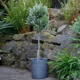 Gärtner Pötschke Olivenbaum im 18 cm-Topf