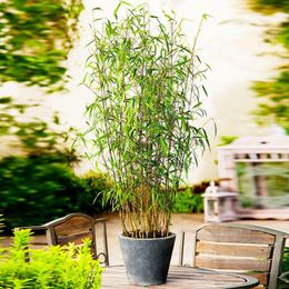 Gärtner Pötschke Bambus "Asian Wonder" im 5-Liter-Topf