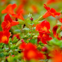 Gärtner Pötschke Gauklerblume rot-orange