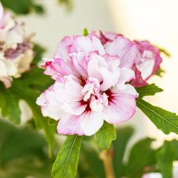 Gärtner Pötschke Gartenhibiskus-Stämmchen Miss Silvia