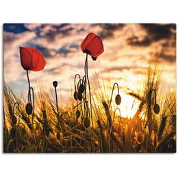 Wandbild Artland "Mohnblumen im Sonnenuntergang" Bilder Gr. B/H: 80 cm x 60 cm, Leinwandbild Blumen, 1 St., bunt Kunstdrucke
