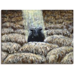 Wandbild Artland "Schwarzes Schaf" Bilder Gr. B/H: 120 cm x 90 cm, Leinwandbild Haustiere, 1 St., braun Kunstdrucke