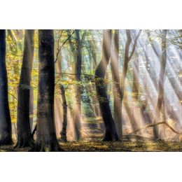 ARCHITECTS PAPER Fototapete "The Enchanted Forest" Tapeten Gr. B/L: 4 m x 2,7 m, bunt (braun, gelb, grün) Fototapeten Natur