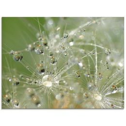 Glasbild Artland "Wassertropfen Pusteblume" Bilder Gr. B/H: 80 cm x 60 cm, Glasbild Blumen Querformat, 1 St., grün Glasbilder