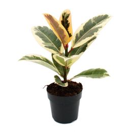 Weissbunter Gummibaum - Ficus elastica Tineke - 11cm Topf