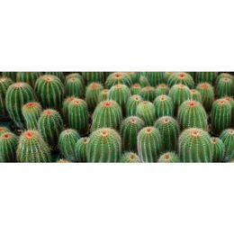 DOGE MILANO - Dmora Küchenläufer, 100% Made in Italy, Fleckabweisender Teppich mit Digitaldruck, Rutschfester und waschbarer Läufer, Modell Cactus