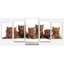 wandmotiv24 Mehrteilige Bilder Portrait von sechs braunen britischen Kätzchen