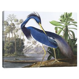 Posterlounge Leinwandbild John James Audubon